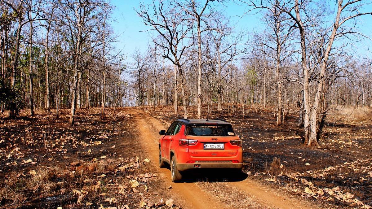 World Environment Day - Celebrating Game Drives - Overdrive