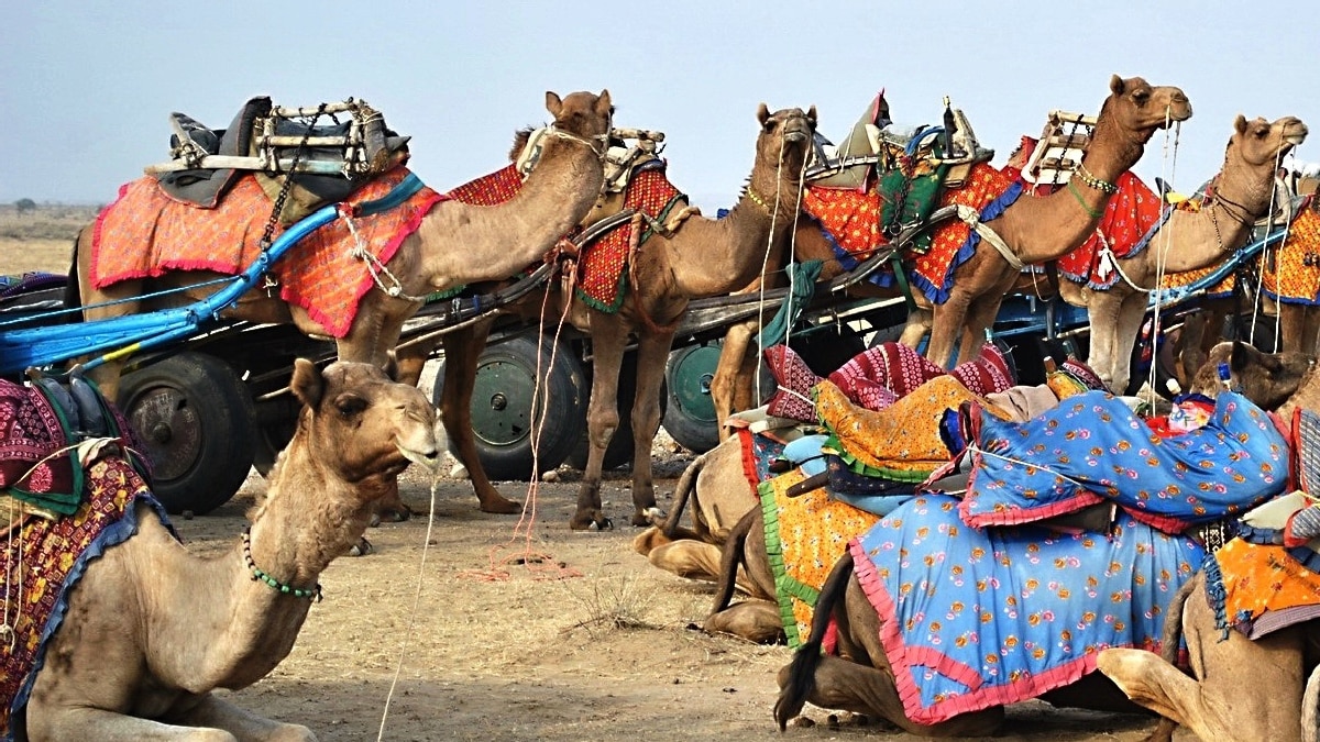 Incredible India-Where Camel Carts Run on Aircraft Wheels and Tyres ...